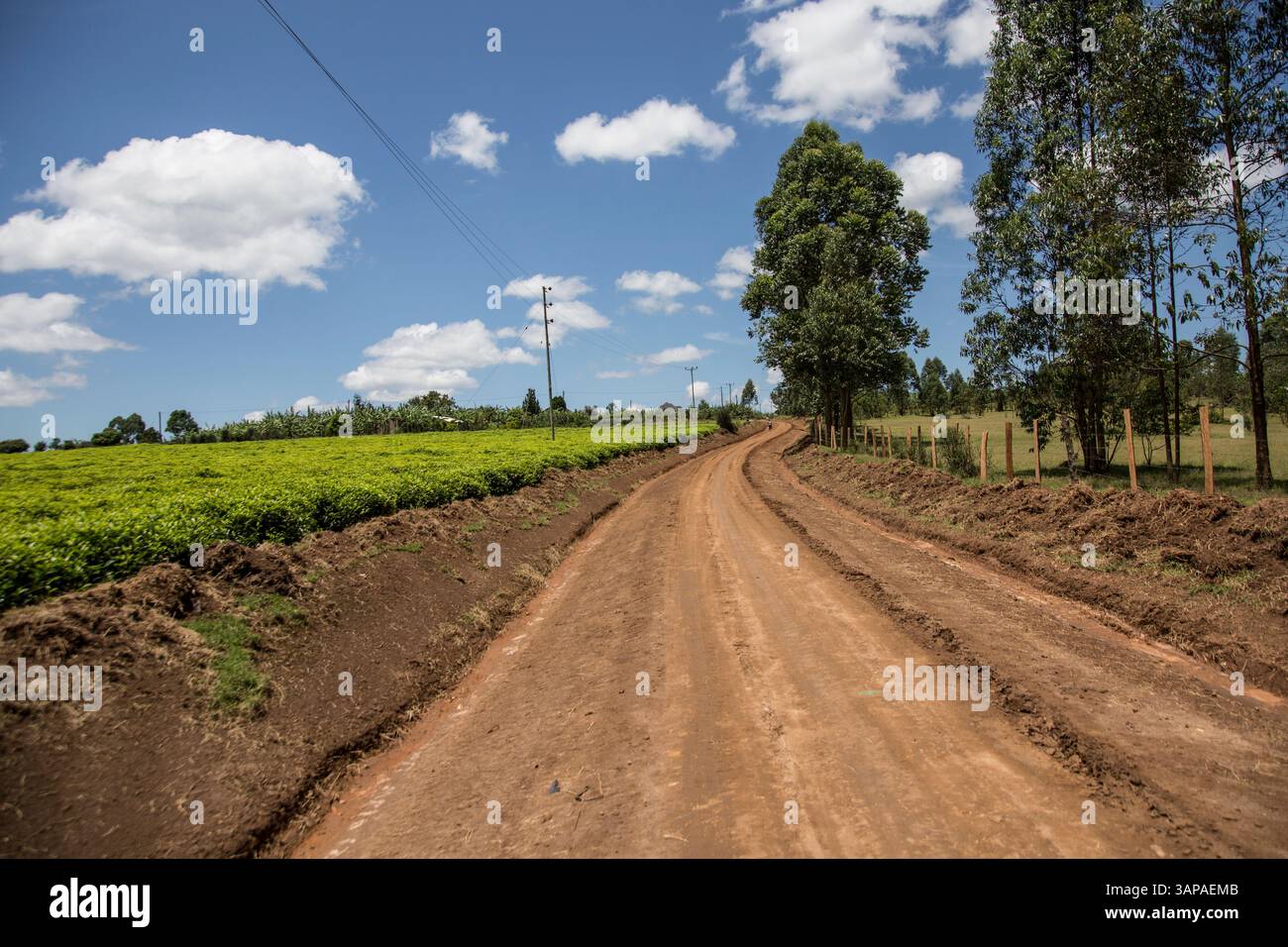 Tea plantations in Uganda, Africa Stock Photo - Alamy