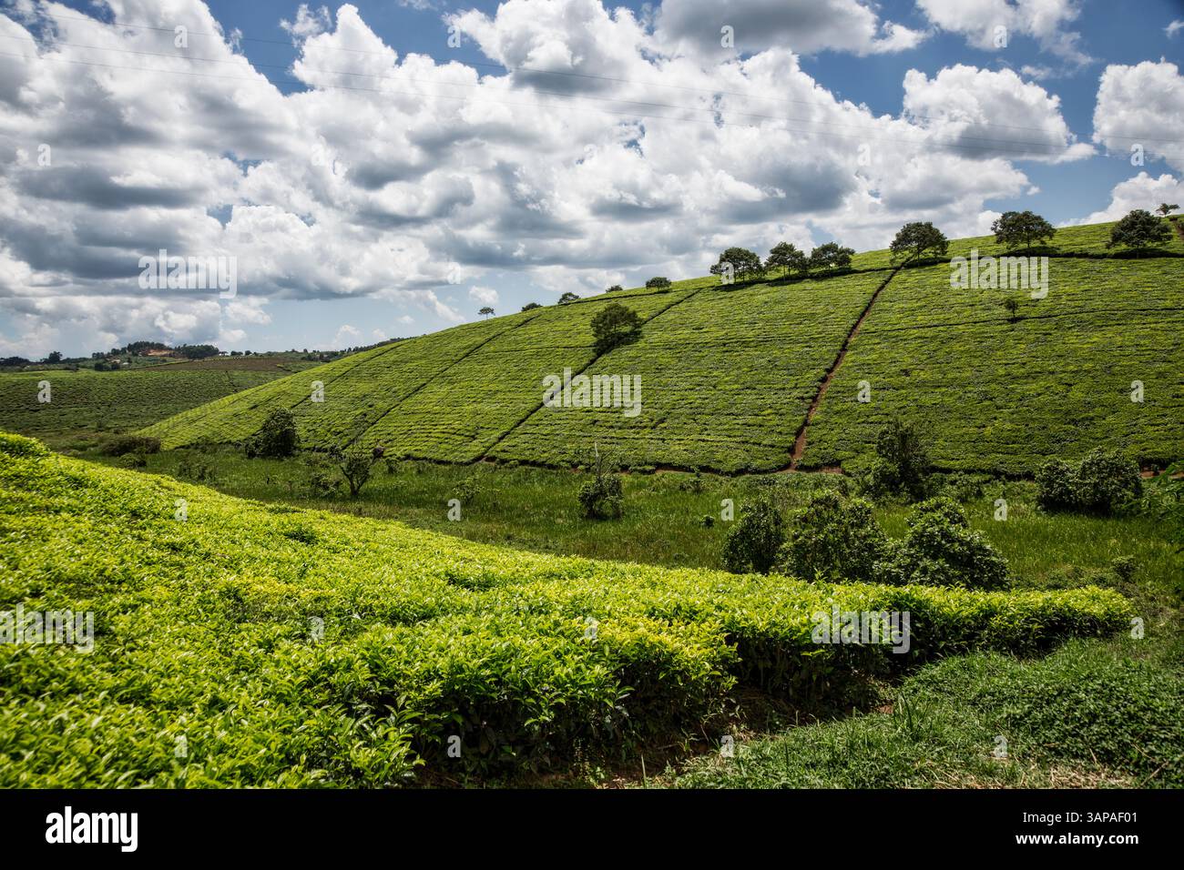 Tea plantations in Uganda, Africa Stock Photo - Alamy