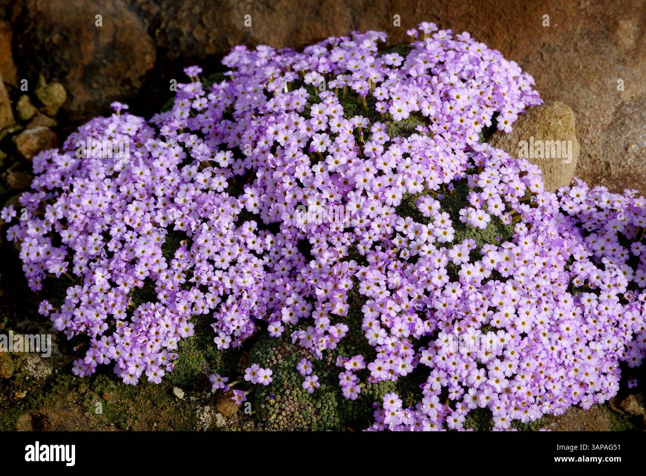 Curved flowered dionysia hi-res stock photography and images - Alamy