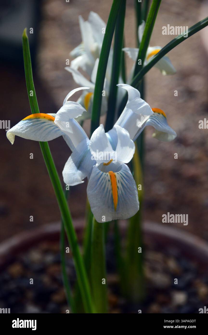 Pale Blue Dwarf Iris 'Natascha' (Reticulata) Flowers on Display in the Alpine House at RHS ...