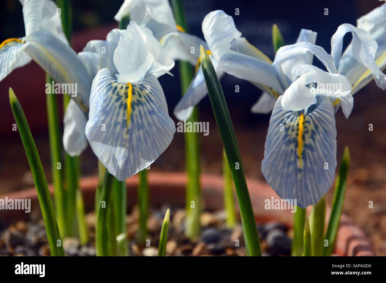 Pale Blue Dwarf Iris 'Frank Elder' (Reticulata) Flowers on Display in ...
