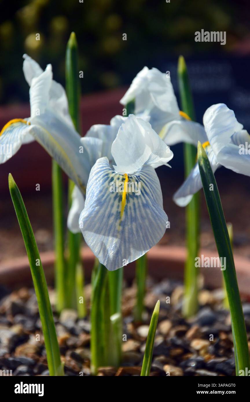 Pale Blue Dwarf Iris 'Frank Elder' (Reticulata) Flowers on Display in ...