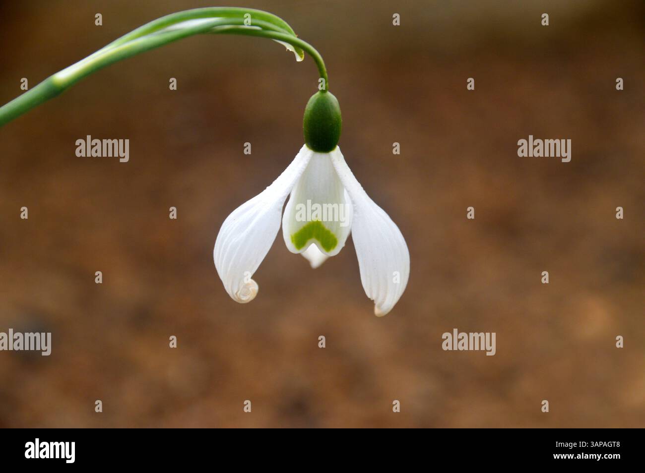 Single White Galanthus Plicatus 'Victor' (Snowdrop) Flower grown at RHS ...