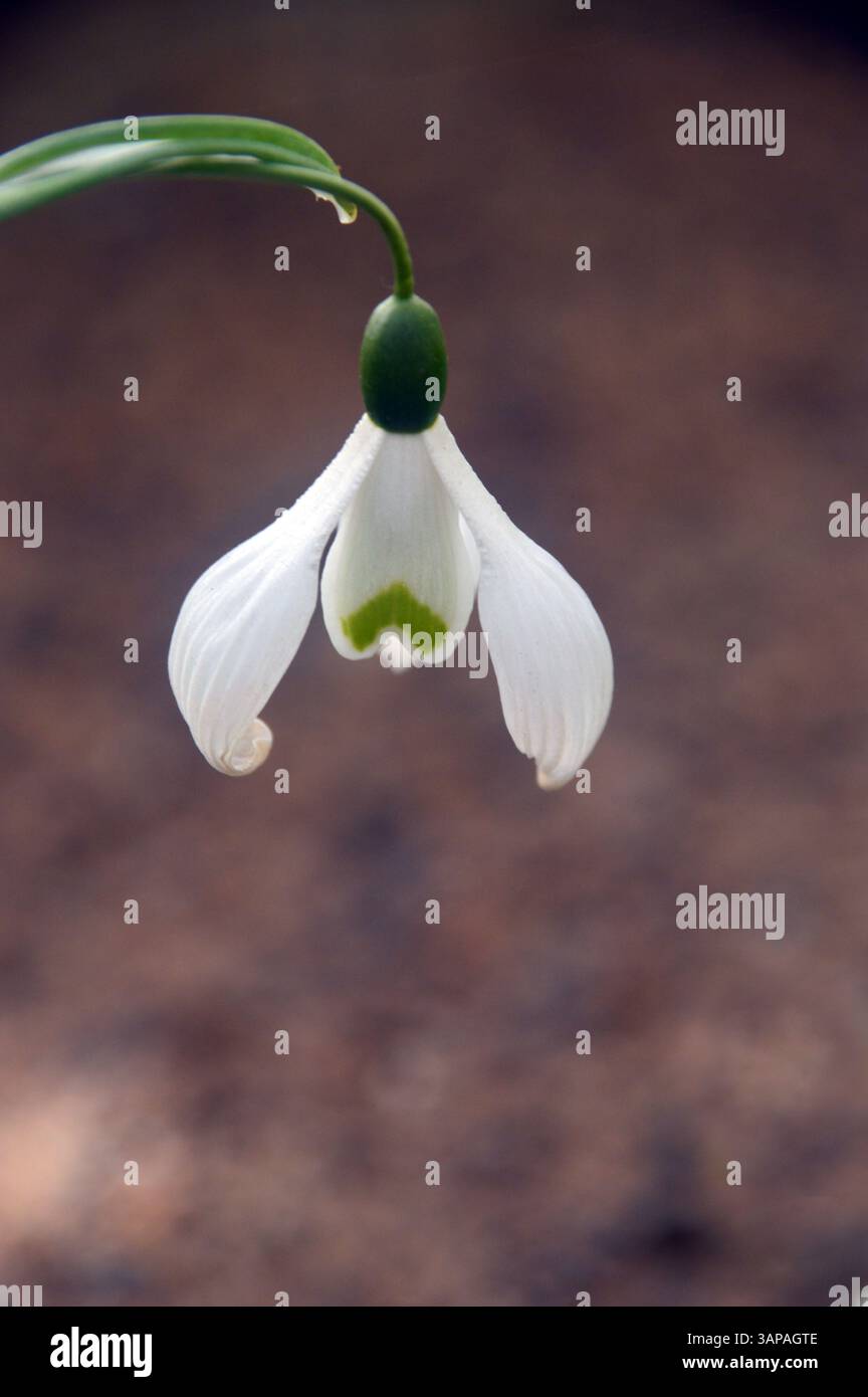 Single White Galanthus Plicatus 'Victor' (Snowdrop) Flower grown at RHS ...