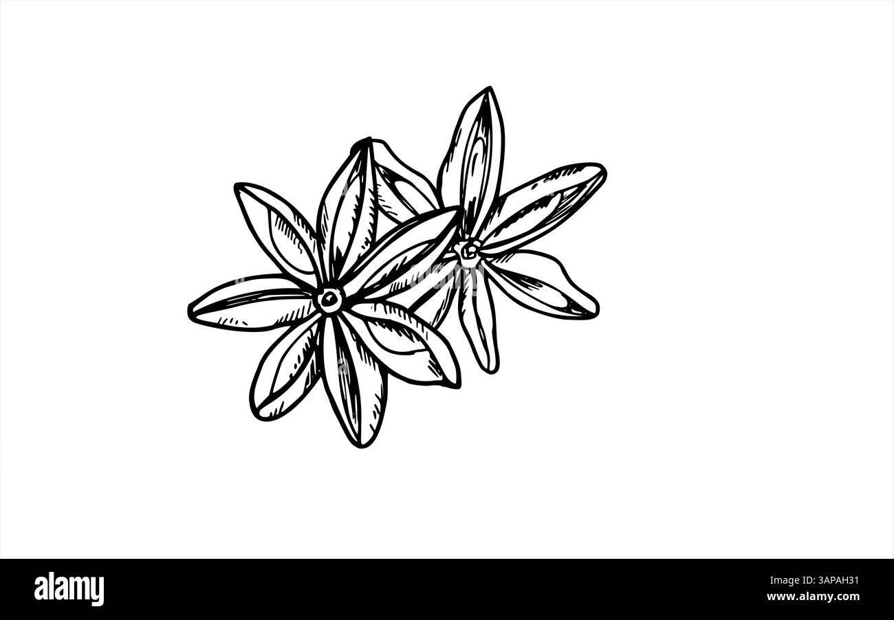 Two hand drawn star anise pods with organic textures vector ...