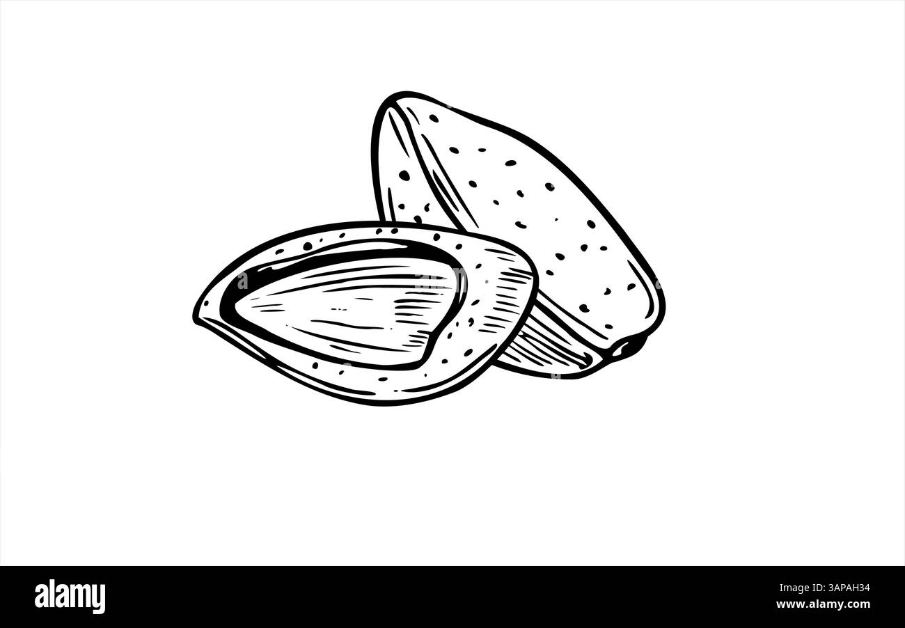 Two whole almond nuts Stock Vector Images - Alamy