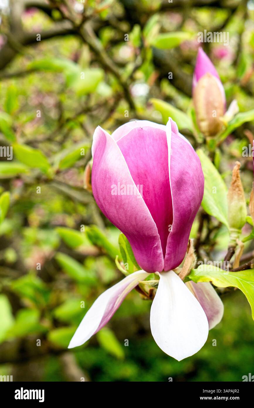 Magnolia tree bulb hi-res stock photography and images - Alamy