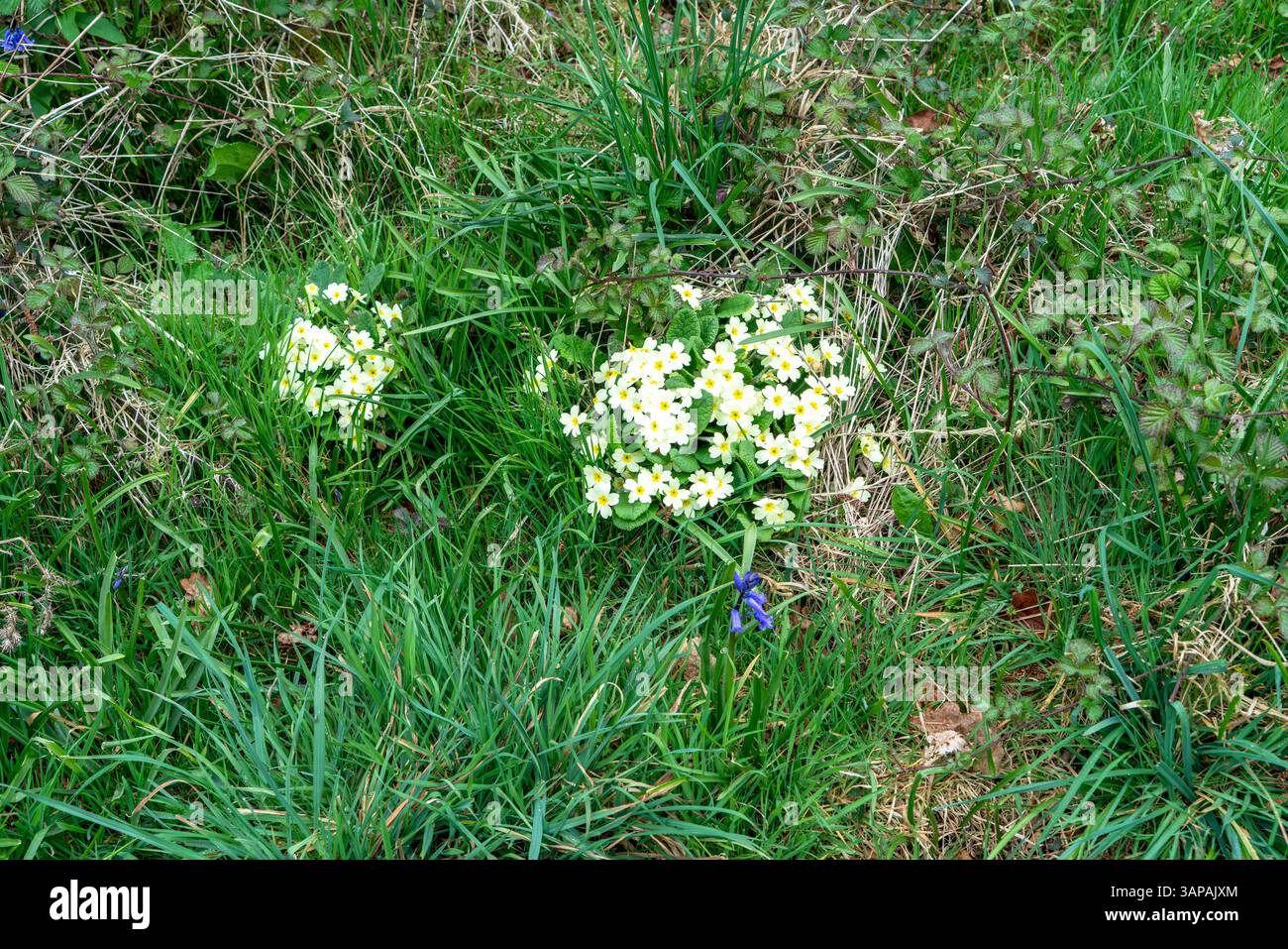 Primrose growth hi-res stock photography and images - Alamy