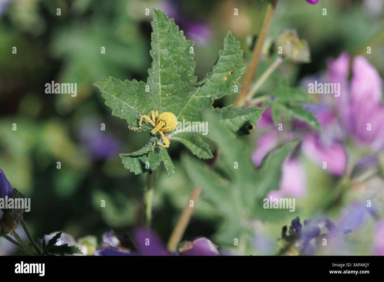 Mallow weevil (Lixus augustatus) walking on leaf of Malva sylvestris ...
