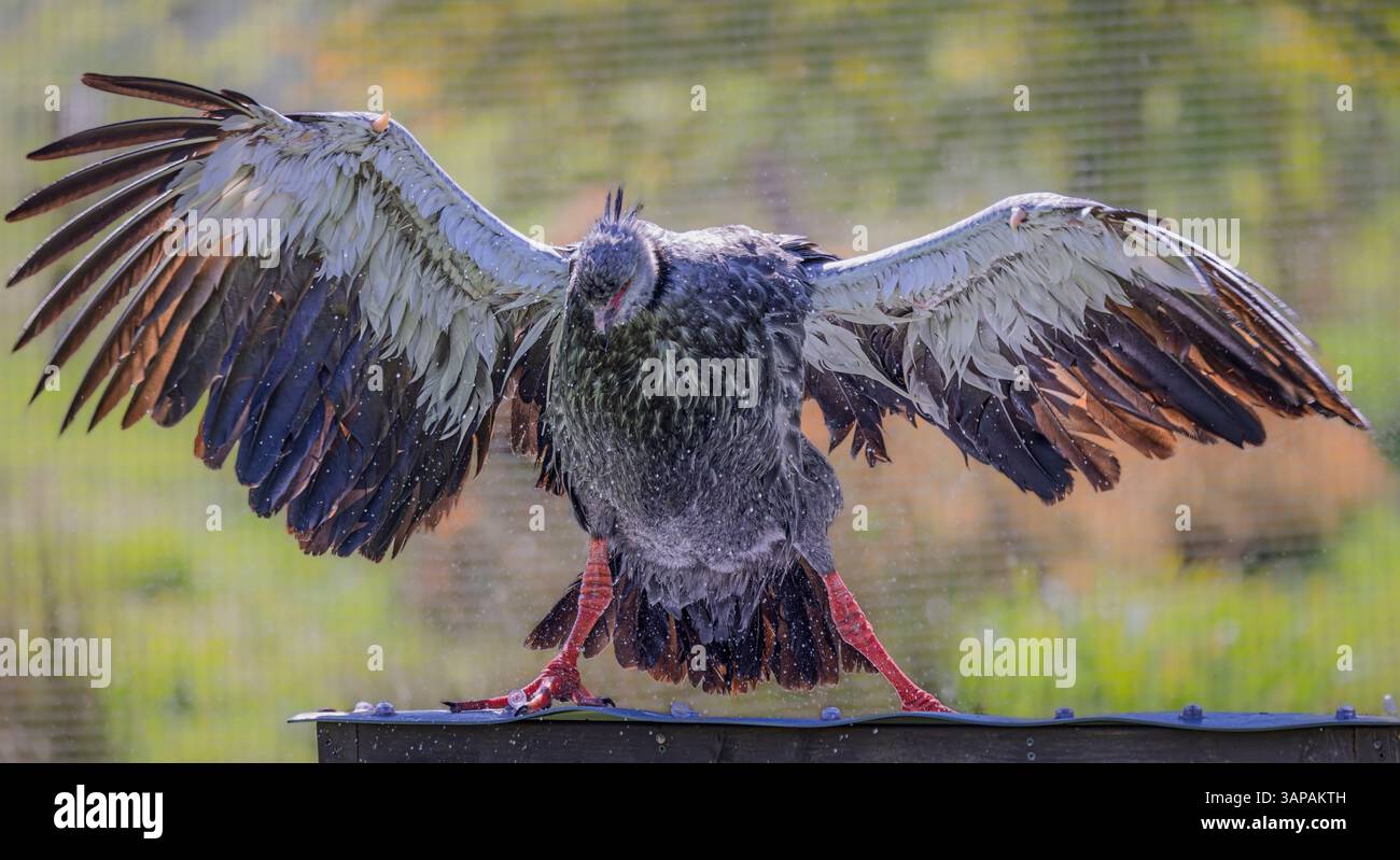 Close up of a Southern Screamer duck with wings spread and legs apart ...