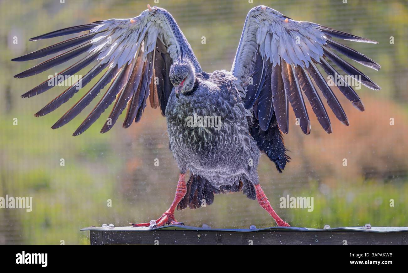 Close up of a Southern Screamer duck with wings spread and legs apart ...