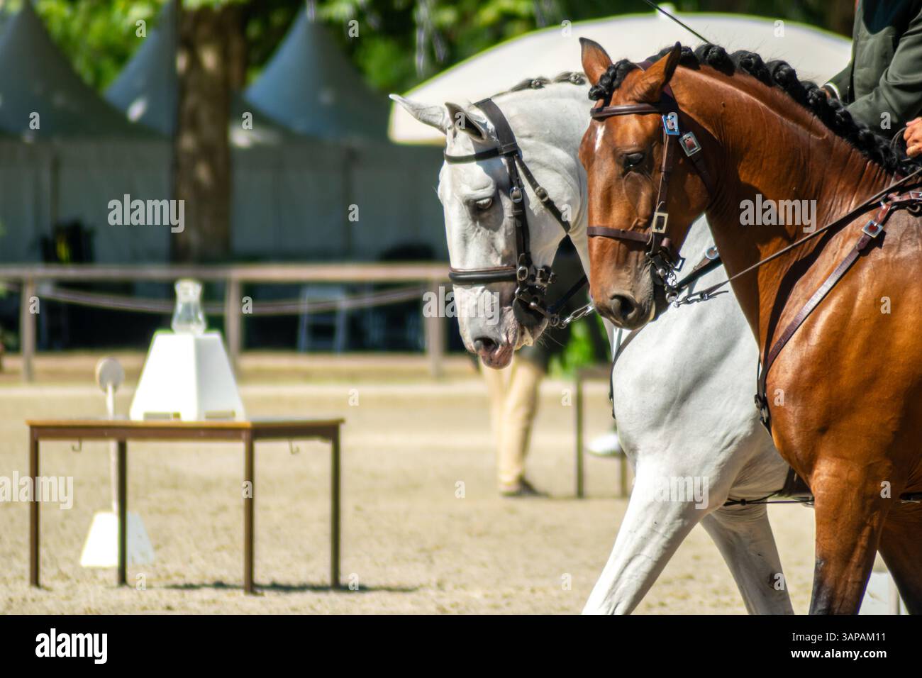 Two horses with riders in a formal equestrian setting, lusitano ...