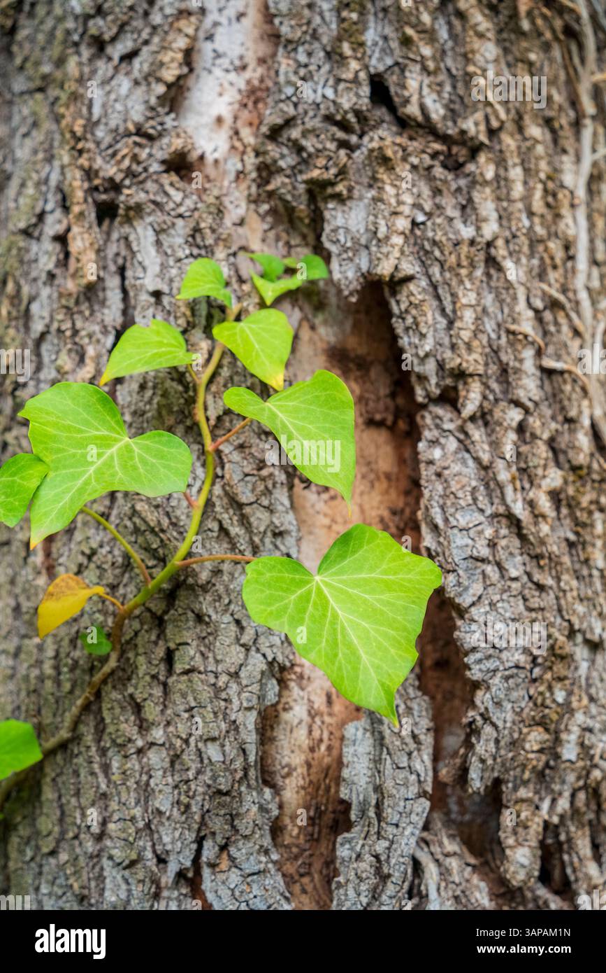 green Ivy twig on rough cracked bark Stock Photo - Alamy