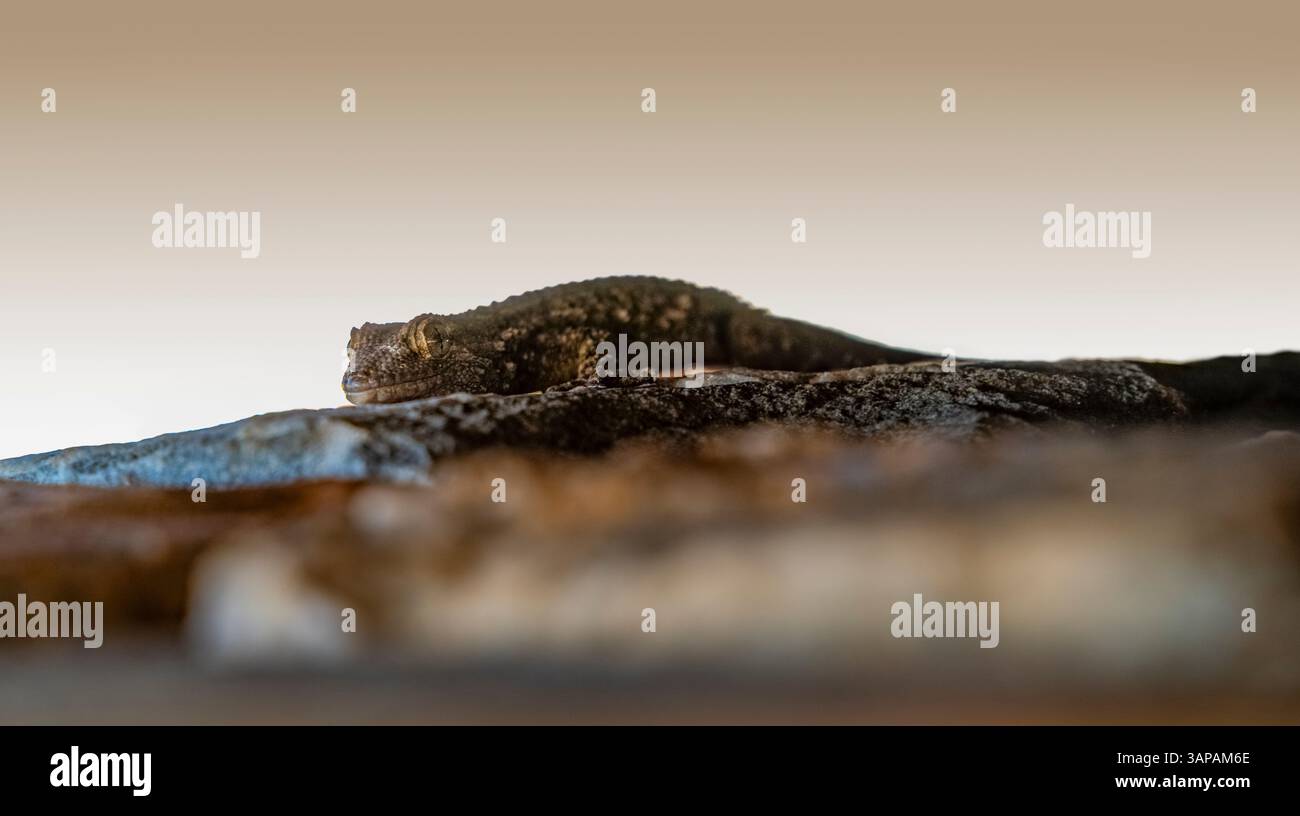 Low angle shot of a common wall gecko on stony ground seen in Italy ...