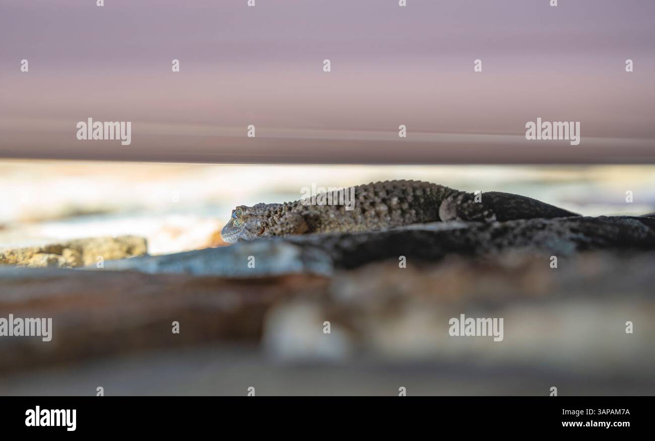 Low angle shot of a common wall gecko on stony ground seen in Italy ...