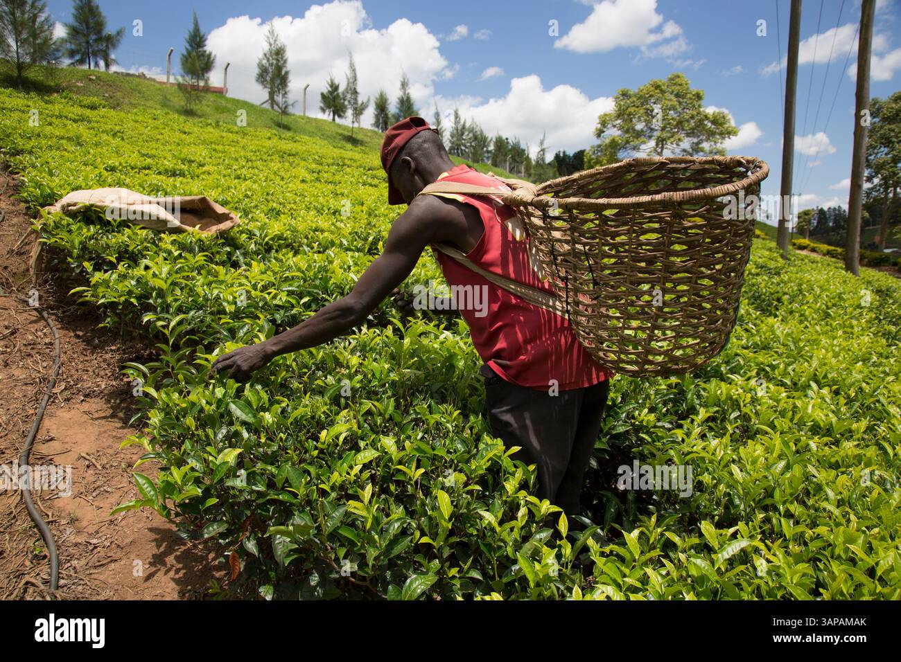 Tea plantations in Uganda, Africa Stock Photo - Alamy