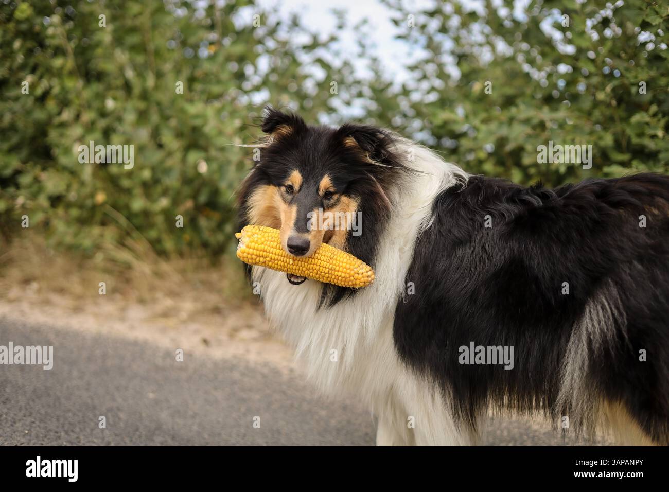 Funny rough collie dog with a corn cob in its mouth Stock Photo - Alamy