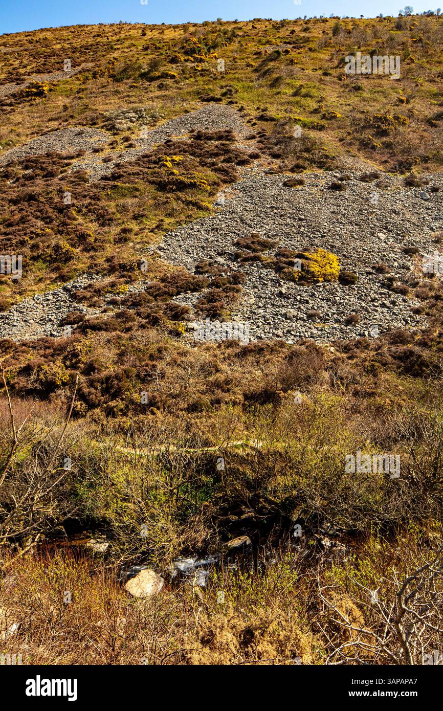 Typical Shale rock bank with a dotting of Common Gorse in Devon ...