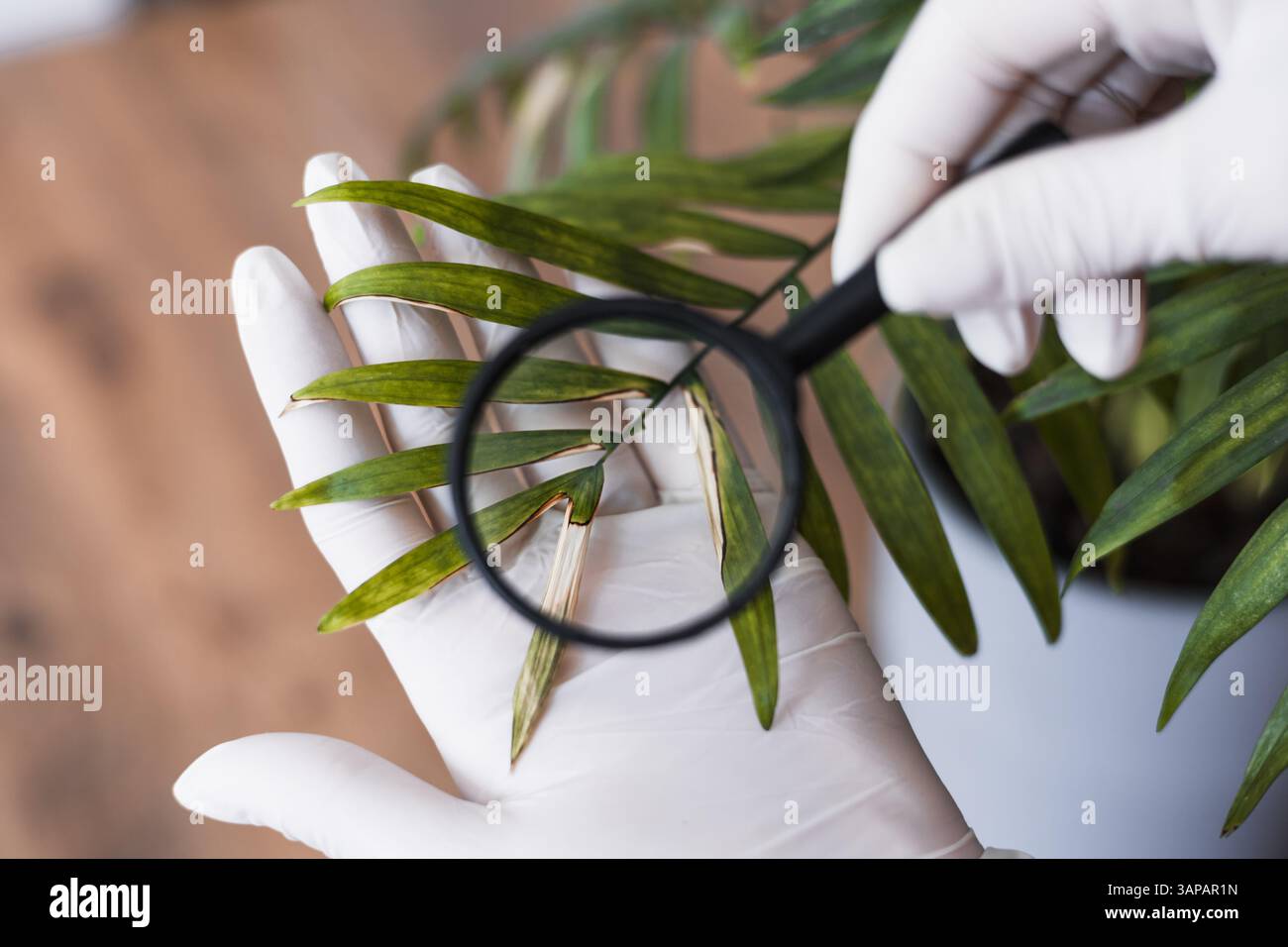 Examining plant leaves with a magnifying glass for signs of health and ...