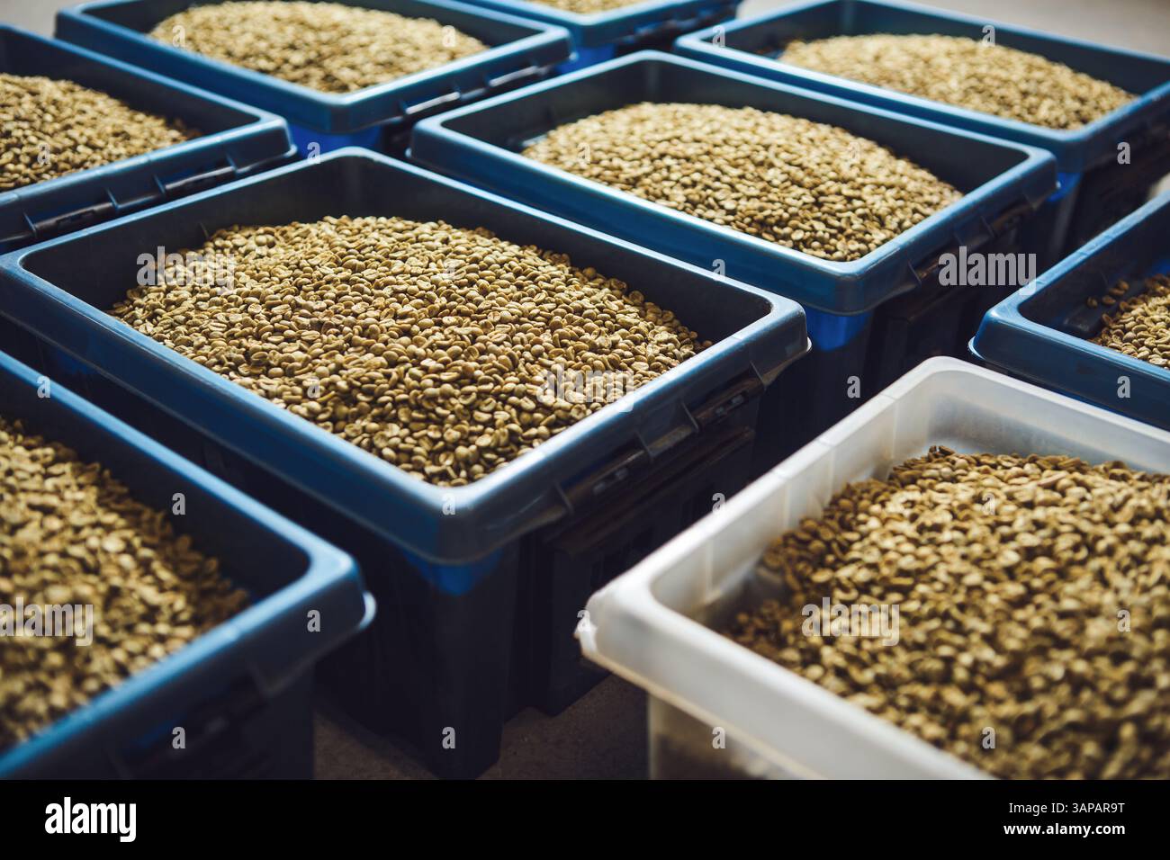 Sorting of Raw Coffee Beans in Colorful Containers Before Roasting ...