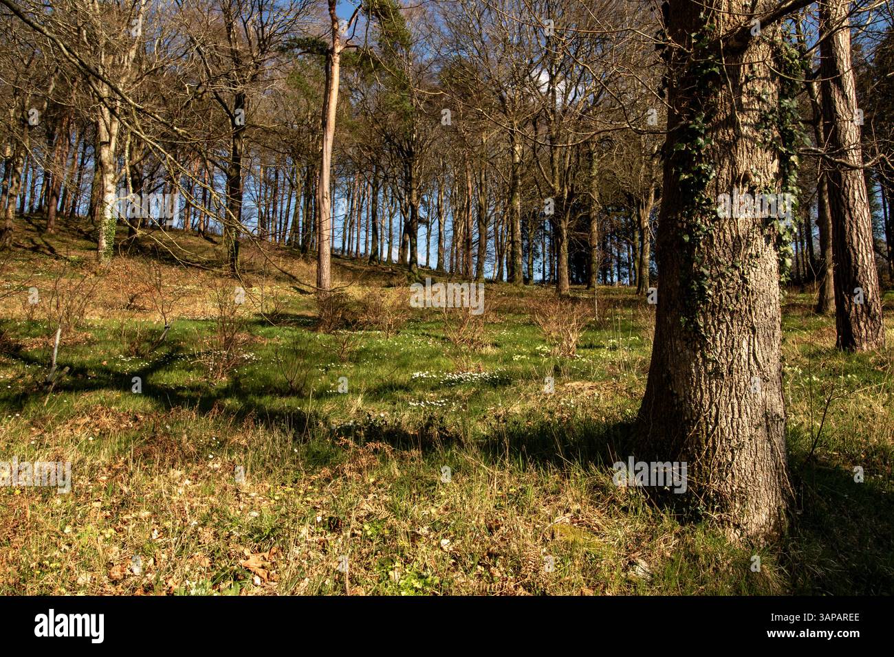 RHS Garden Rosemoor, botanical garden in North Devon, England.Alluring ...