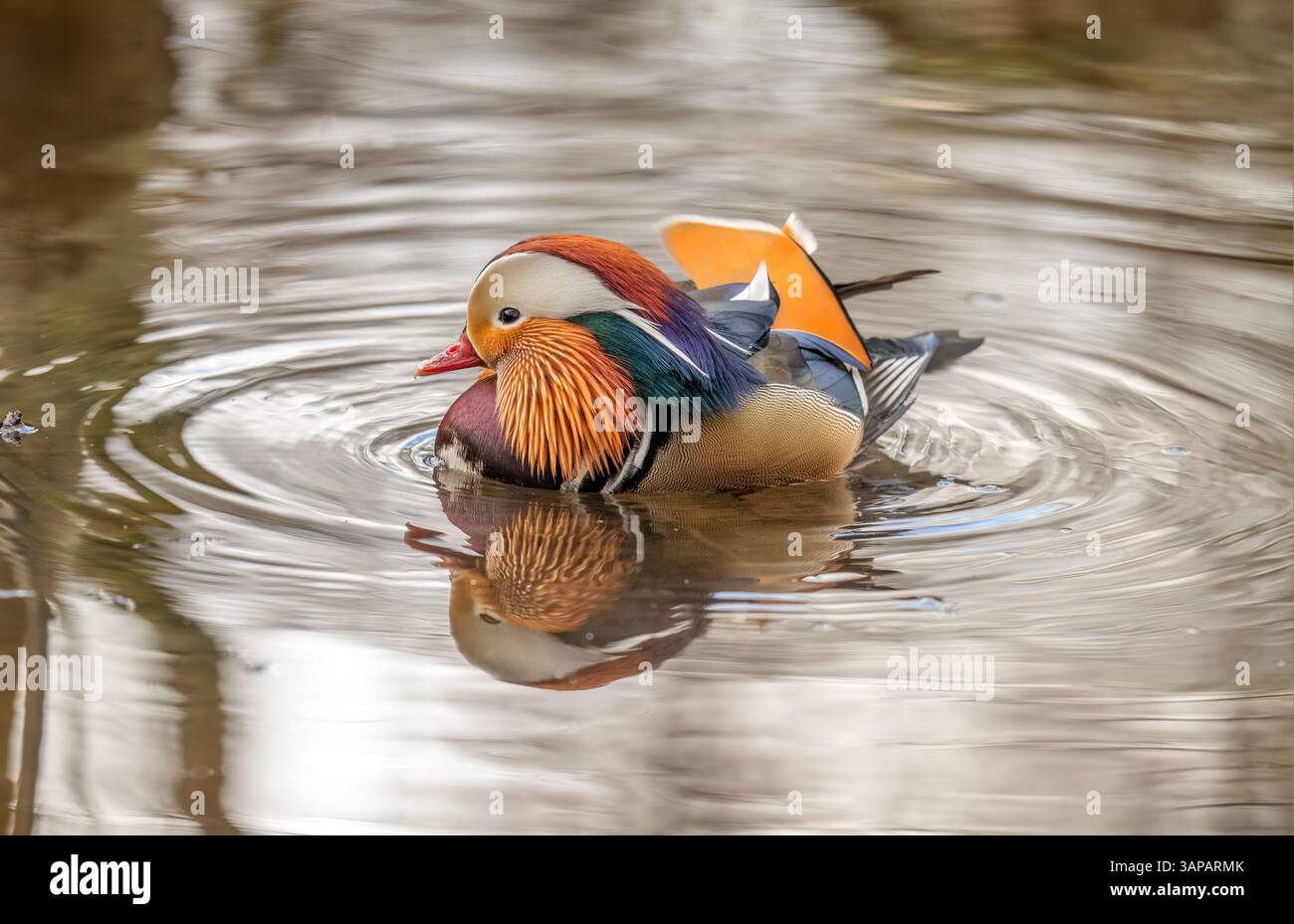 Mandarin duck in water hi-res stock photography and images - Alamy