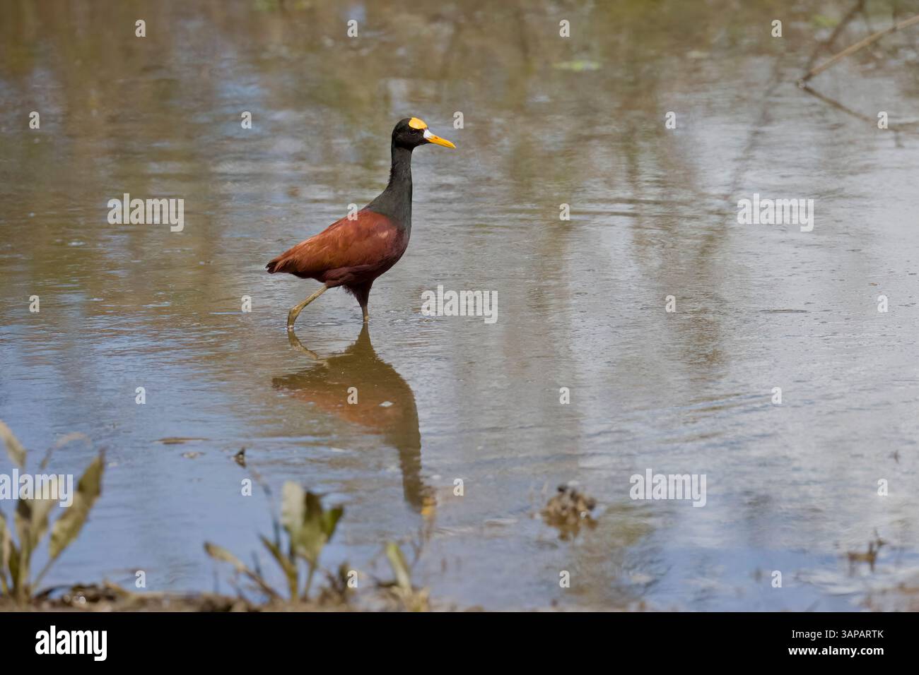 Adult Northern Jacana in Costa Rica Stock Photo - Alamy