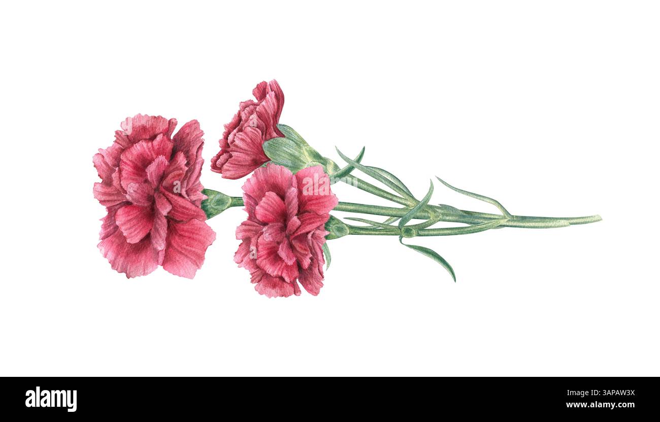 Red carnations on stem horizontal bouquet watercolor hand painted ...