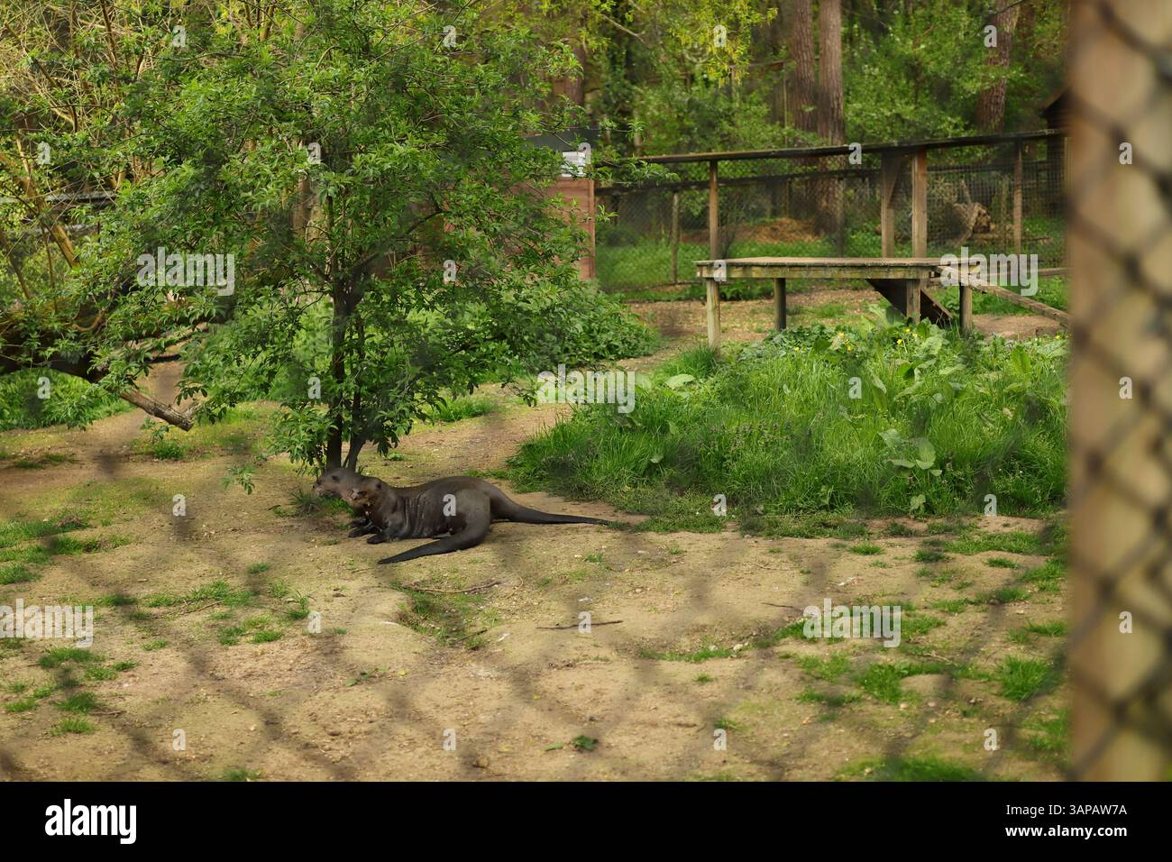 A pair of Giant Otters, a species native to South America, known for ...