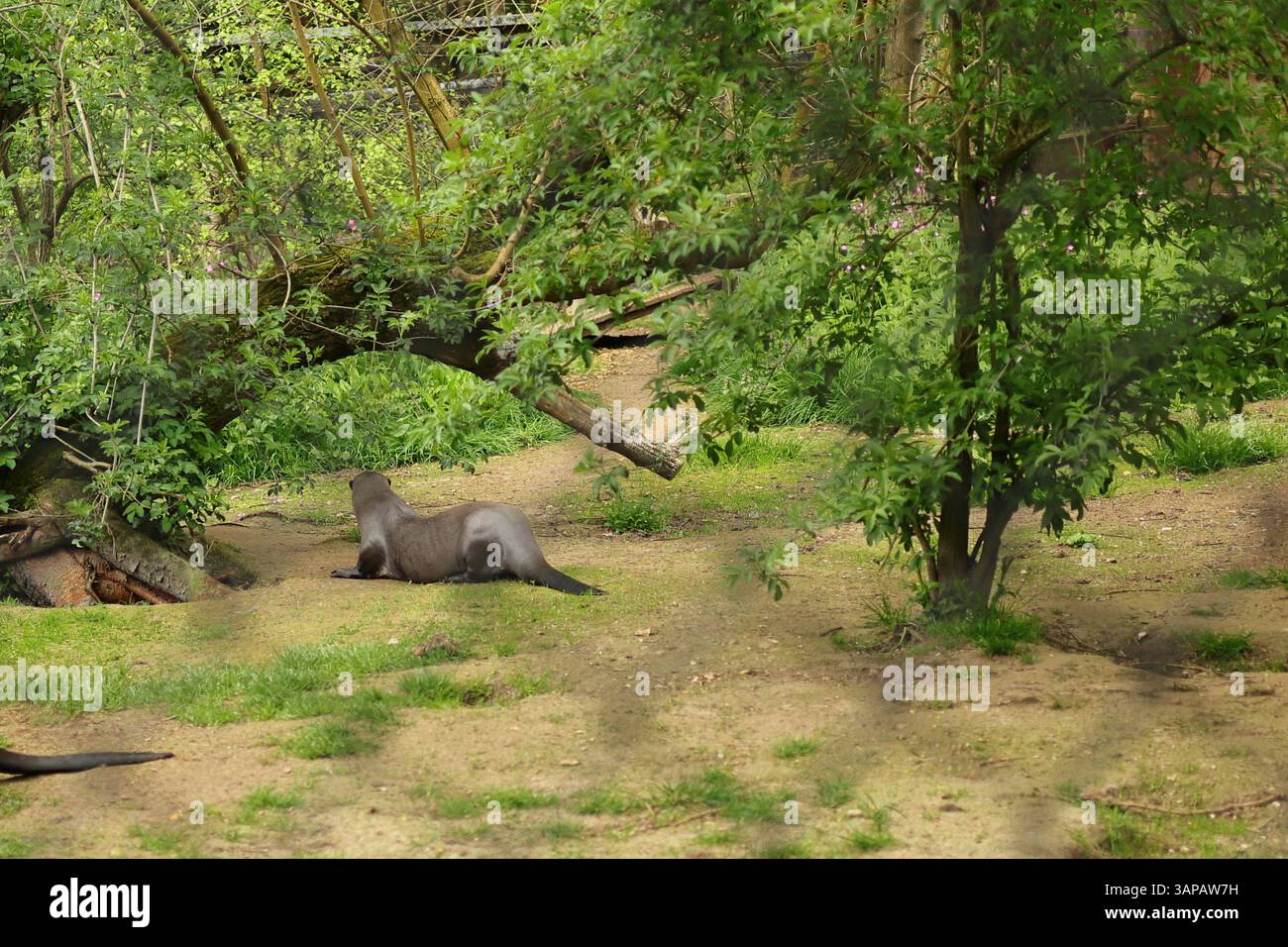 A Giant Otter in an enclosure with trees. They are the largest otters ...