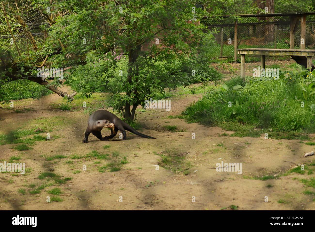 A Giant Otter at feeding time with a fish in its mouth. They are the ...