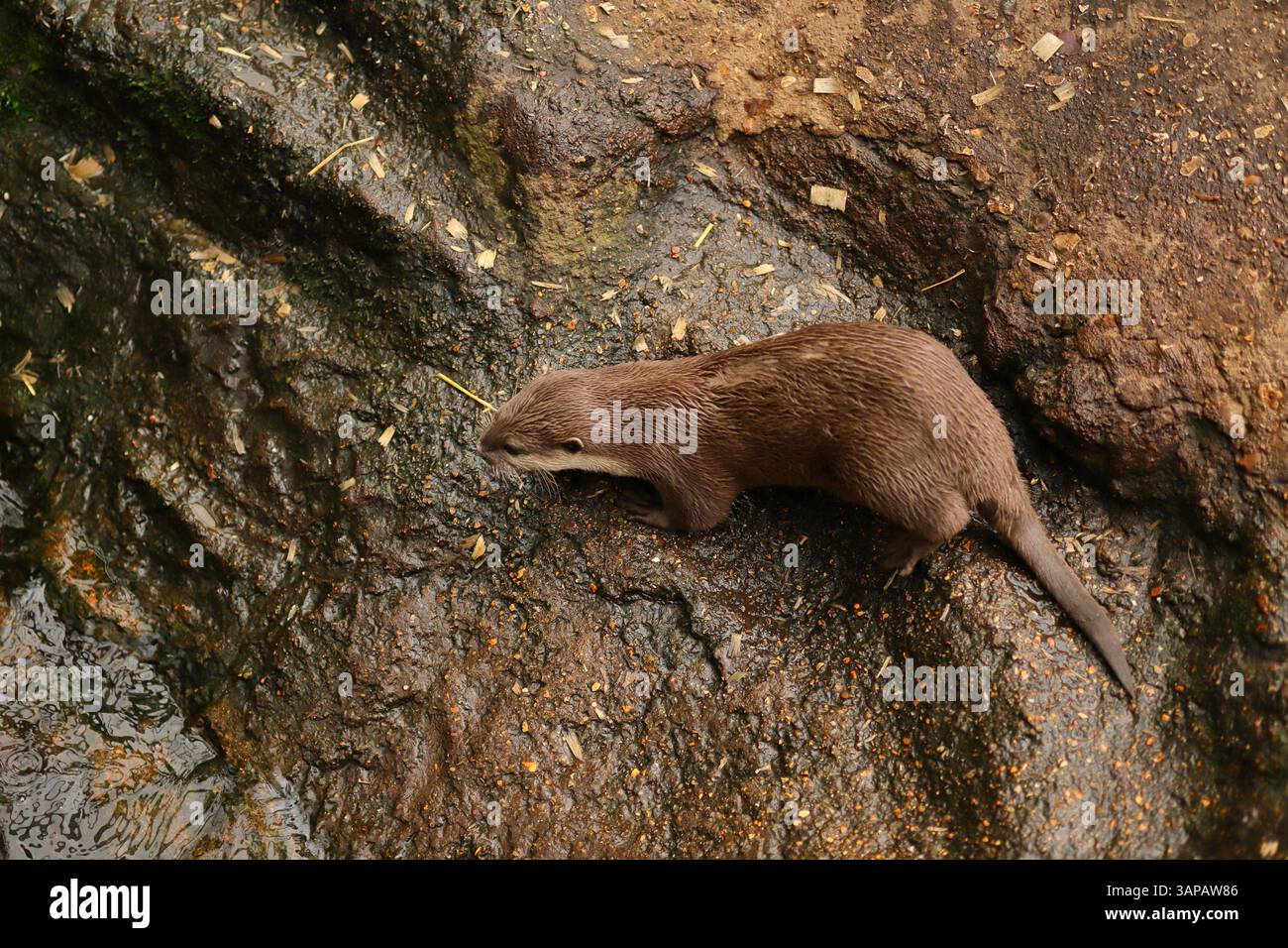 A Eurasian Otter peering over the edge of a rock above flowing water ...
