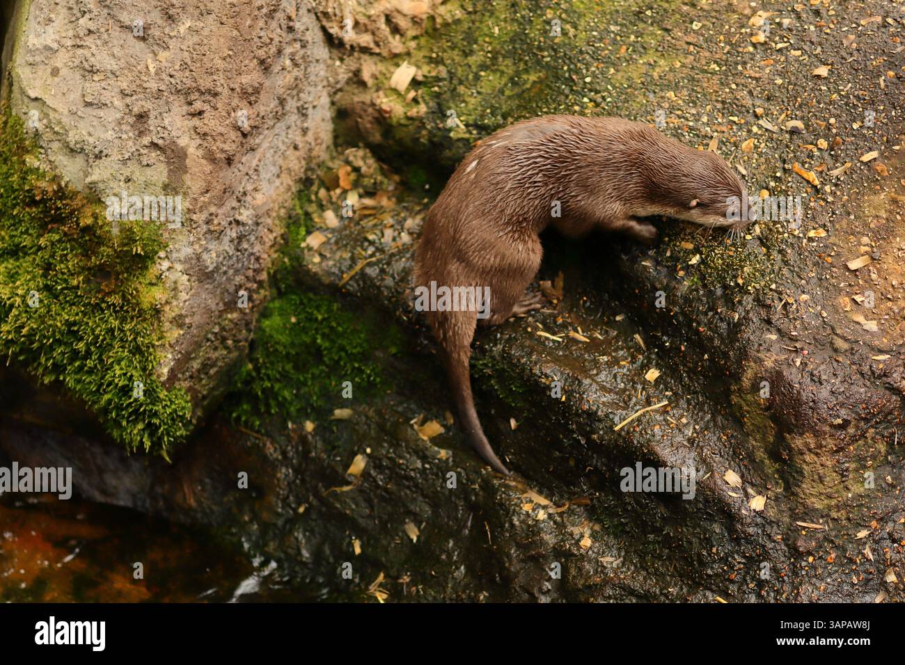 A Eurasian Otter, making its way to dry land. They thrive in freshwater ...