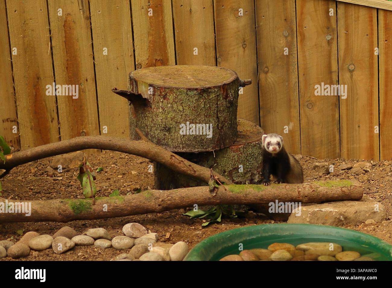 Highly adaptable species hi-res stock photography and images - Alamy