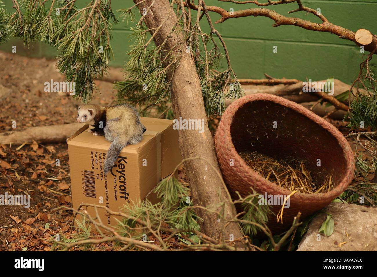 A ferret, relaxing on a cardboard box labeled "Keycraft" in an enclosed ...