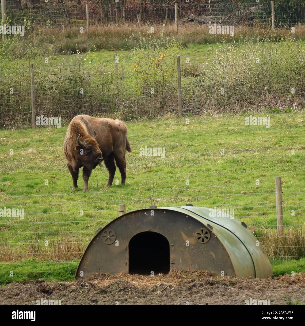 A bison standing in a grassy field near a metal structure, a shelter or ...