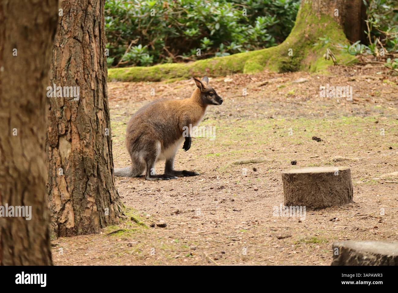 A wallaby in a forested area amidst a natural setting of green foliage ...