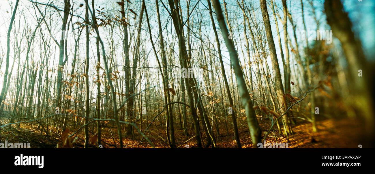 Panoramic forest, Pocono Mountains, Pennsylvania, USA Stock Photo - Alamy