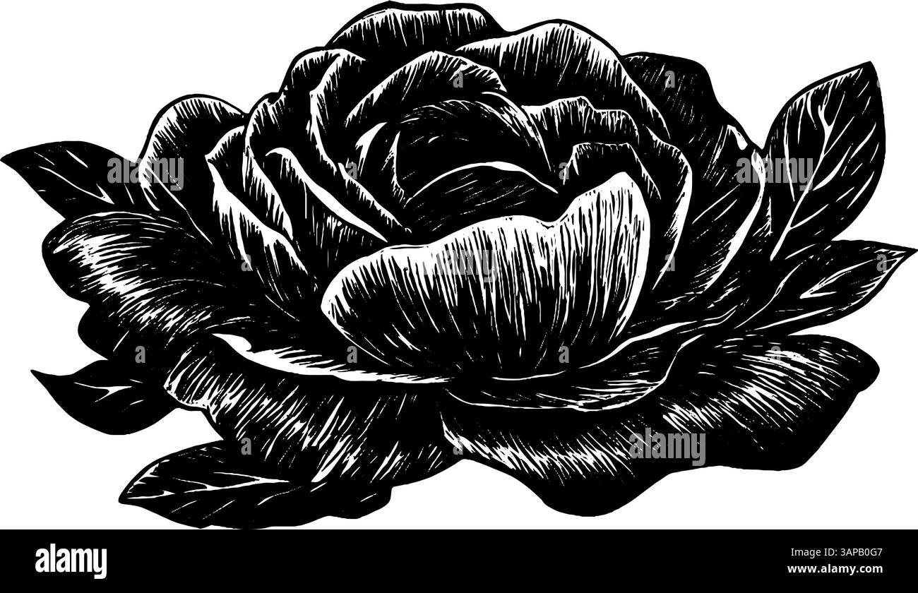 This vintage woodcut illustration captures a blooming rose in intricate ...