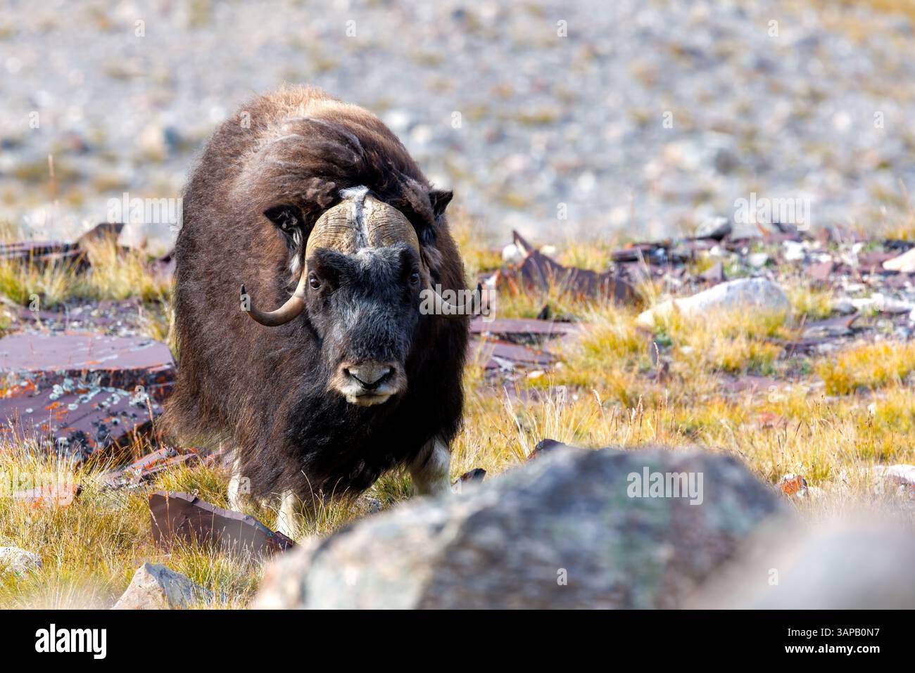 Musk ox, Ovibos moschatus, looking over the rocks of the mountainside tundra of Geologfjord, in ...