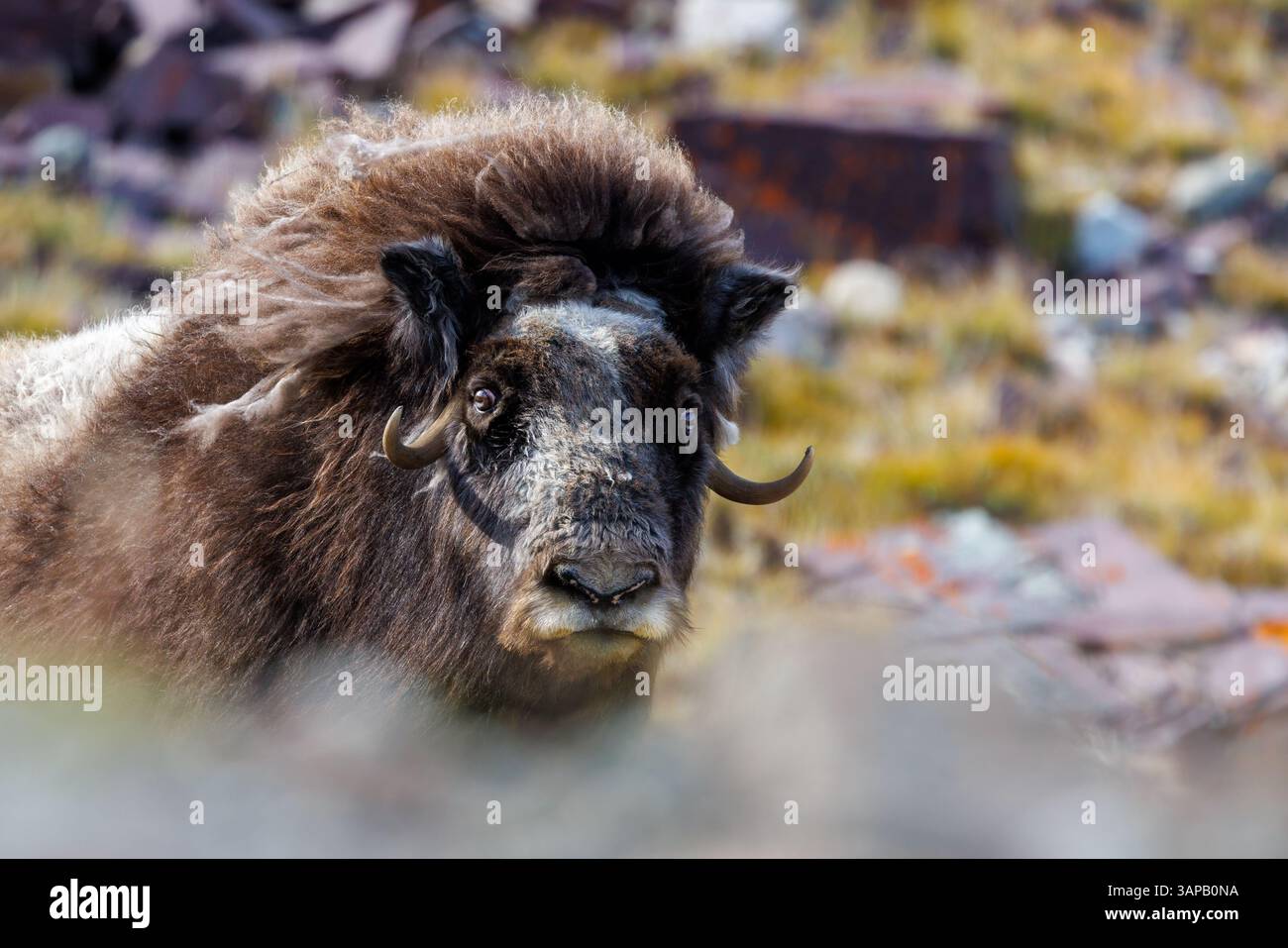 Musk ox, Ovibos moschatus, looking over the rocks of the mountainside ...
