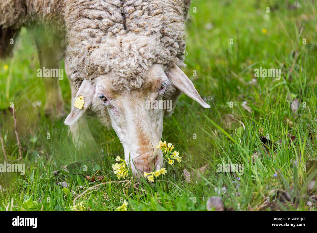 Schafe auf einer Weide mit Jungtieren. Die Rasse Württemberger Schaf ...