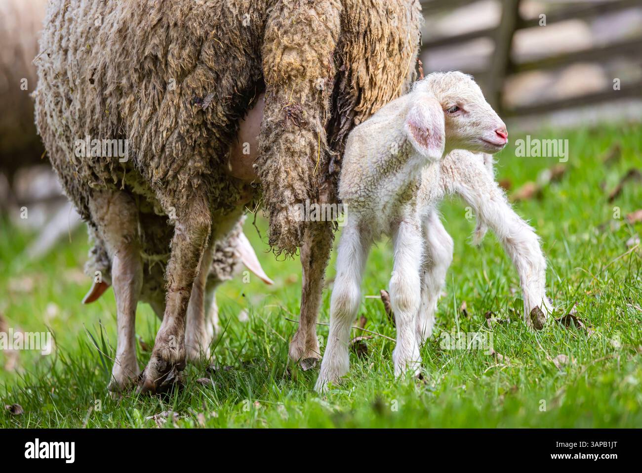Schafe auf einer Weide mit Jungtieren. Die Rasse Württemberger Schaf ...