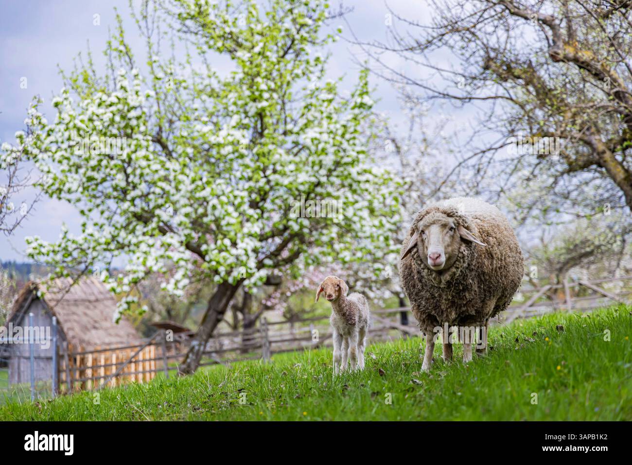 Schafe auf einer Weide mit Jungtieren. Die Rasse Württemberger Schaf ...