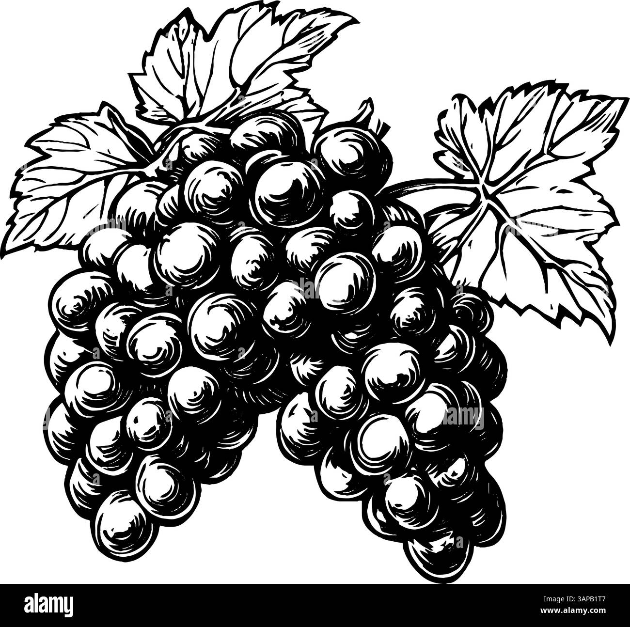 A detailed woodcut illustration features a cluster of grapes ...