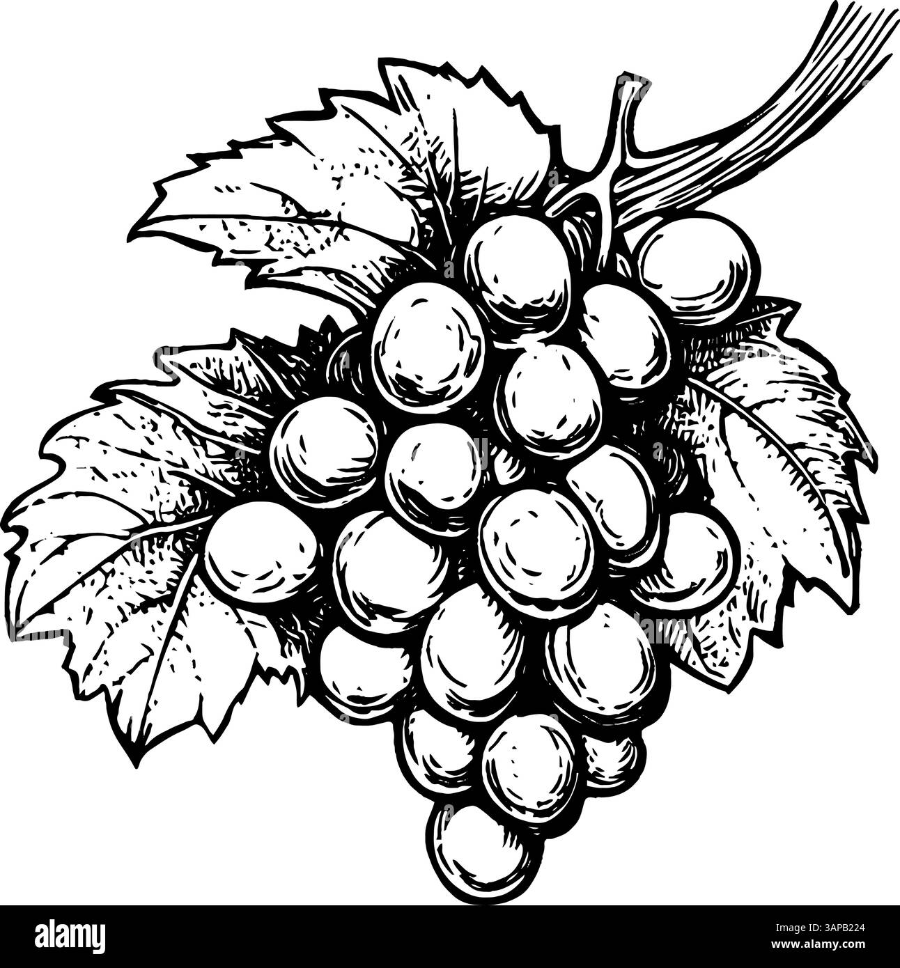 Lavender ornamental grass Stock Vector Images - Alamy