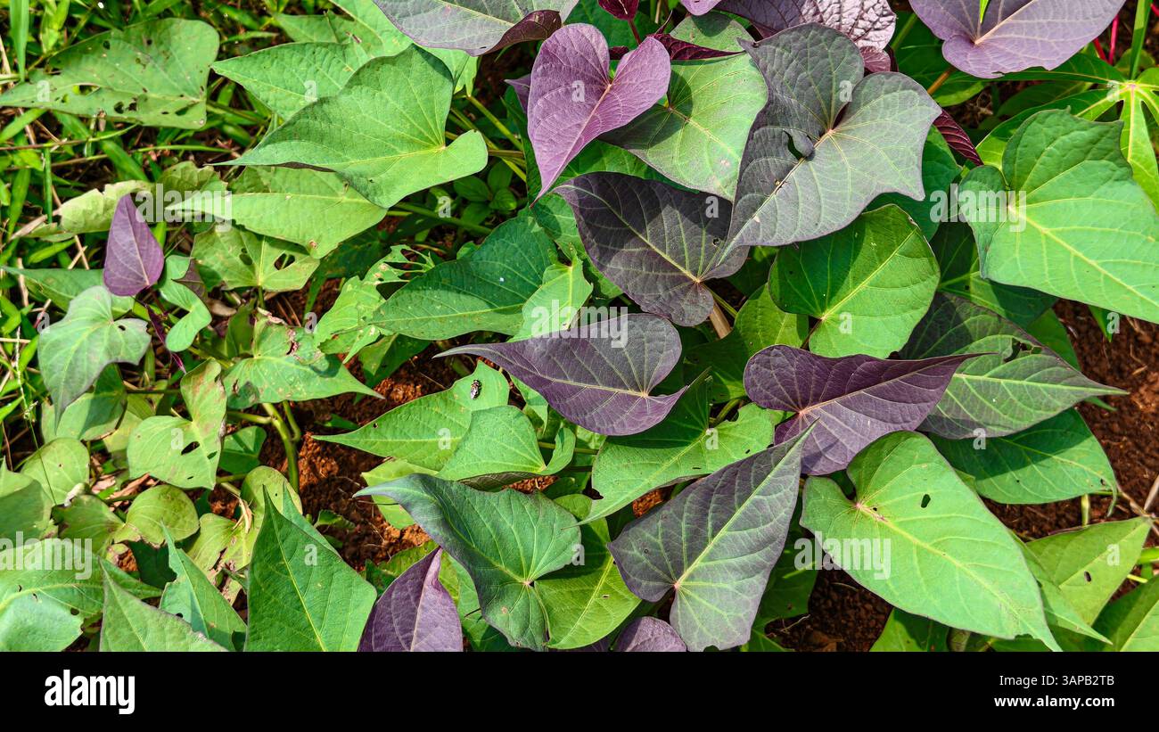 Purple and green sweet potato leaves (Ipomoea batatas) growing in a ...