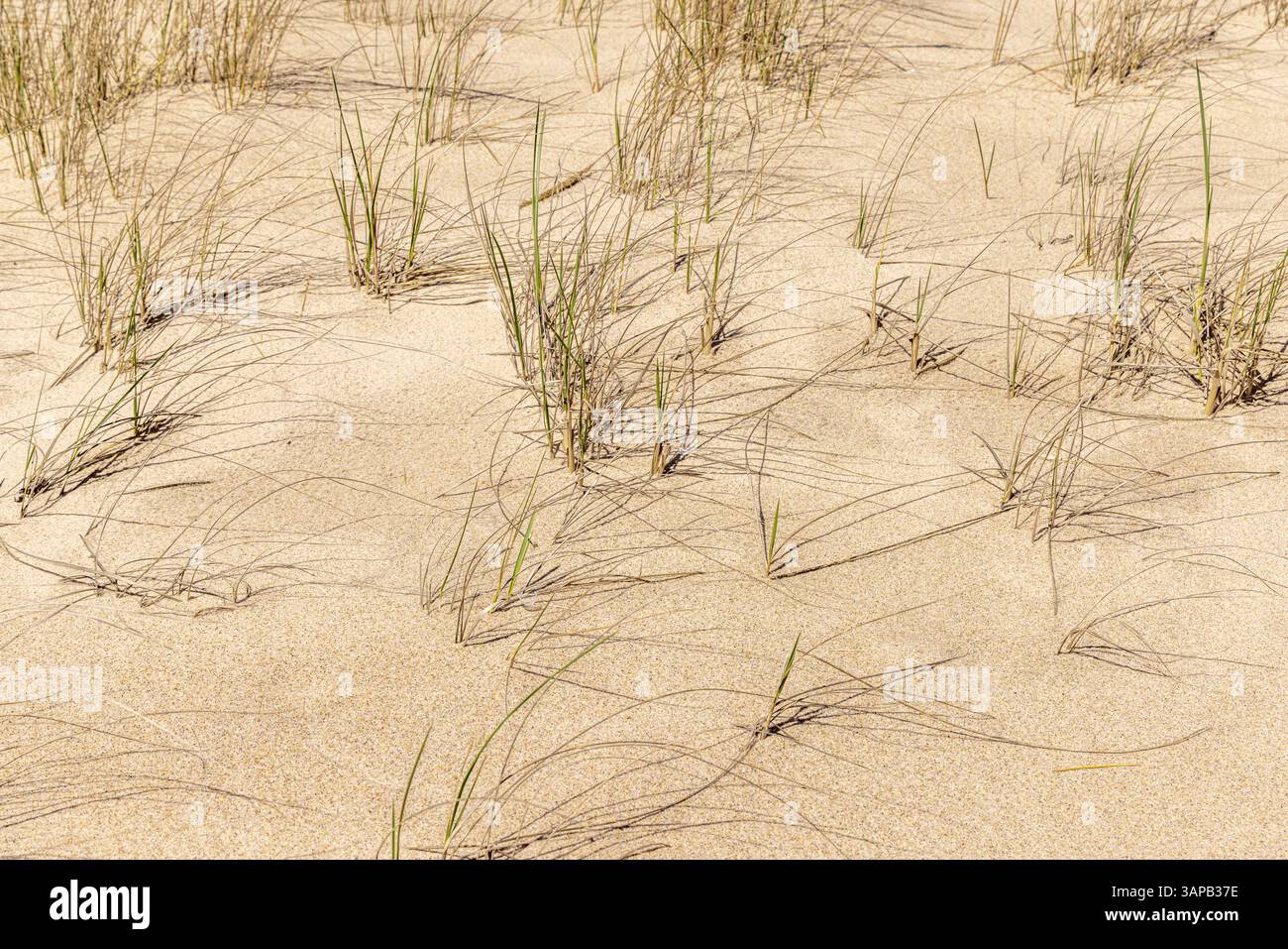 detail image of clumps of beach grass on an amagansett ocean beach ...