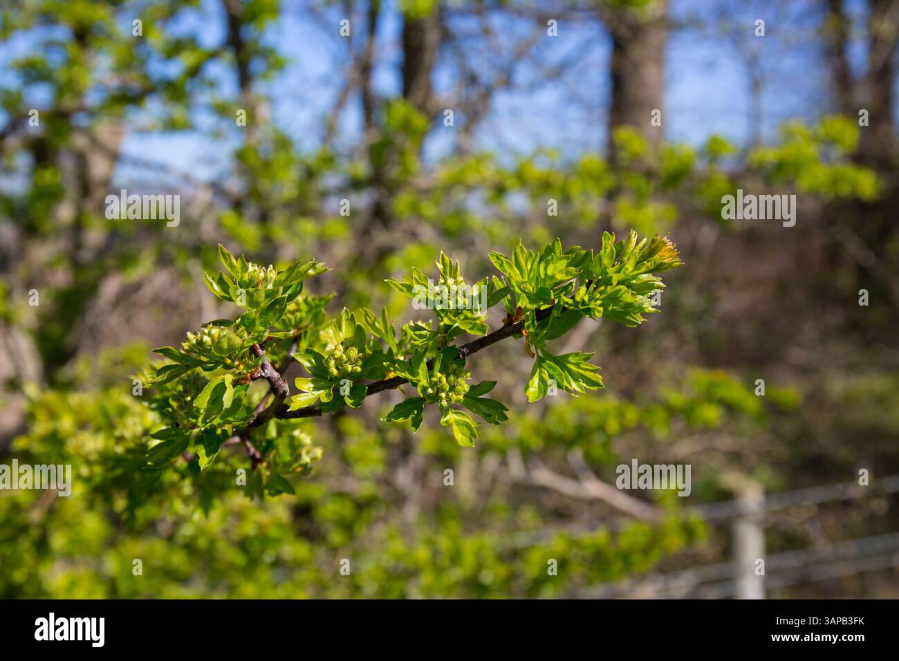 New, spring growth on the hawthorn tree (crategus monogyna). The ...