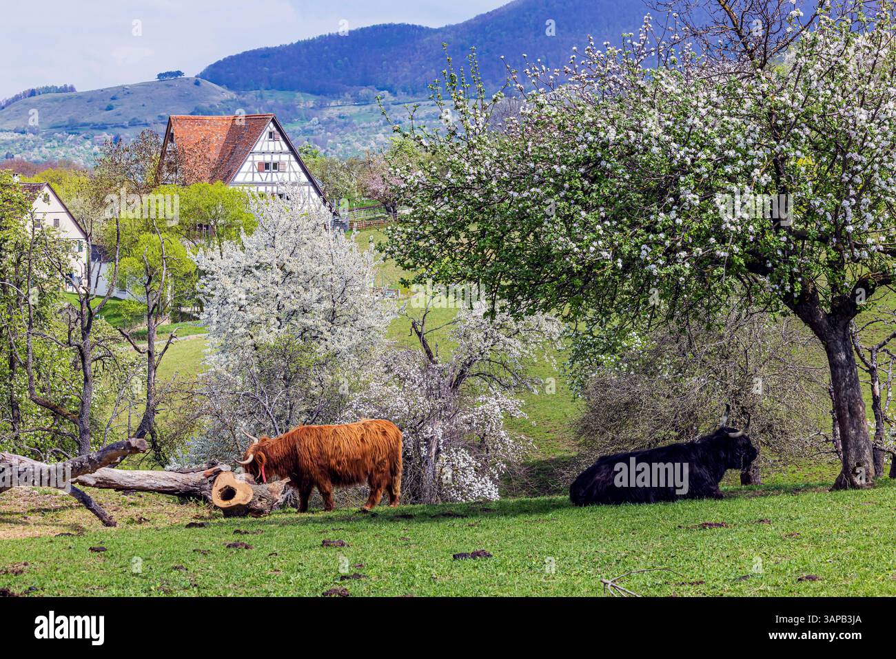 Schottisches Hochlandrind, Highland Cattle, Freilichtmuseum Beuren ...